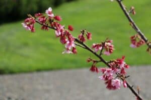 Spring Walks in Auckland - Freewalks.nz